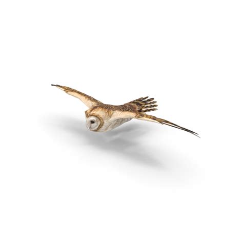 Sonic Owl Rule 34 Png Images And Psds For Download Pixelsquid