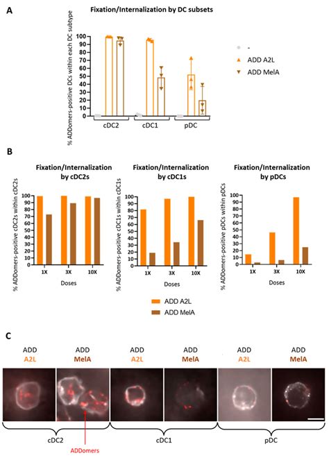 dc subsets efficiently fix and internalize addomers pbmc a b or