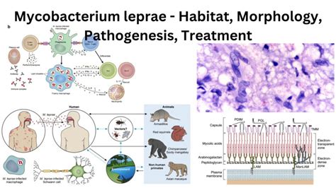 Mycobacterium Leprae Diagram Hsp60 Mimetic Peptides From Mycobacterium