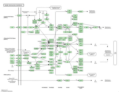 Mapk Signaling Pathway Signal Transduction Immunoway 中文官网