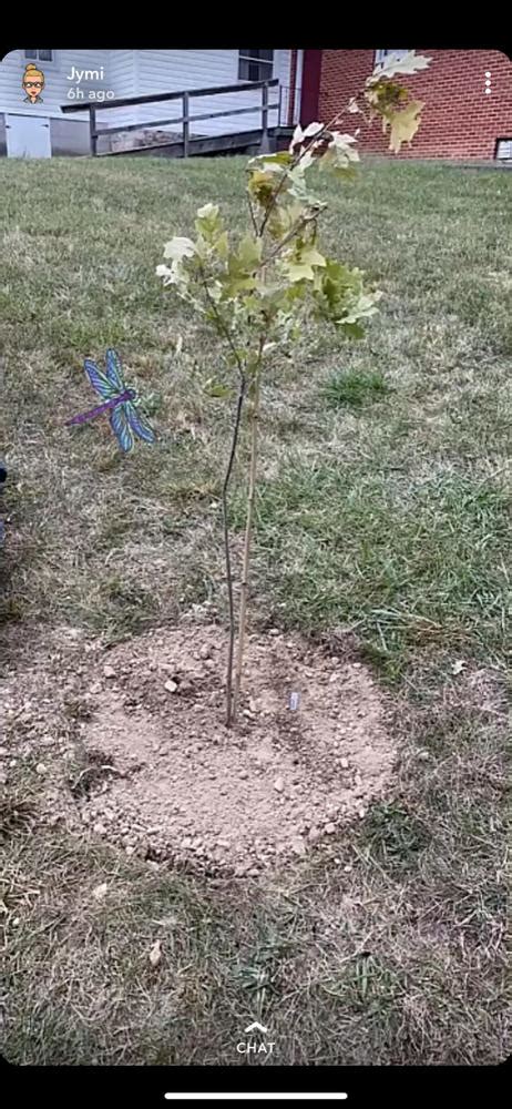 Maple Tree Urn Bio Urn Maple Burial Pod Ashes To Maple Tree The Living Urn
