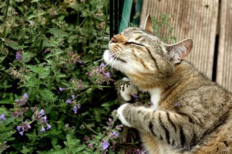 Why Do Cats Love Catnip