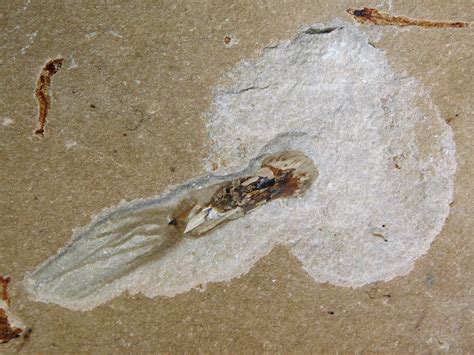 Fossil Squid The Natural Canvas Fossil Squid The Natural Canvas
