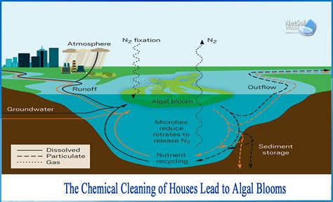 Algal Blooms Diagram New Online Map Helps Track Harmful Algal Bloom