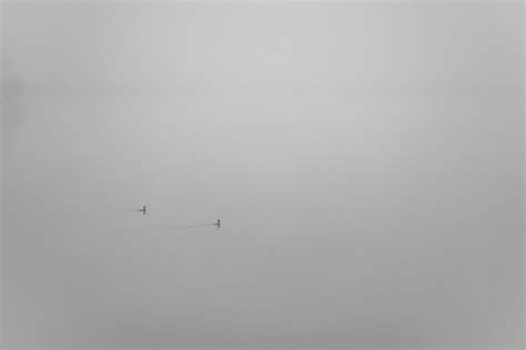 무료 사진 짙은 안개 속에서 물 위의 수생 조류의 흑백 사진