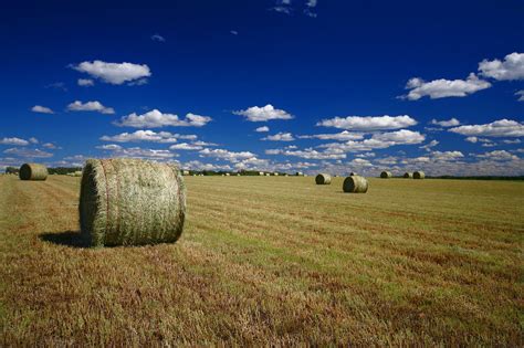 Climate Grassland And Prairie Biome