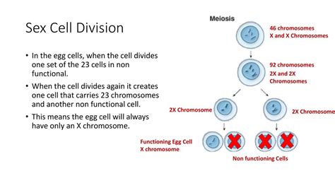 introduction to human reproduction ppt download
