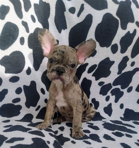 Французский бульдог