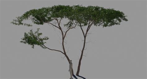 Acacia Tipo 06 Modelo 3d 39 Max Free3d