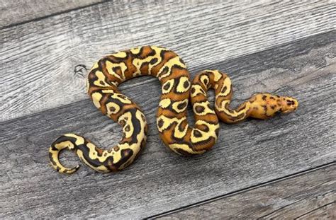 Cypress Fire Yb Spotnose Clown Ball Python By Cth Reptiles Ball Python Cute Reptiles Python