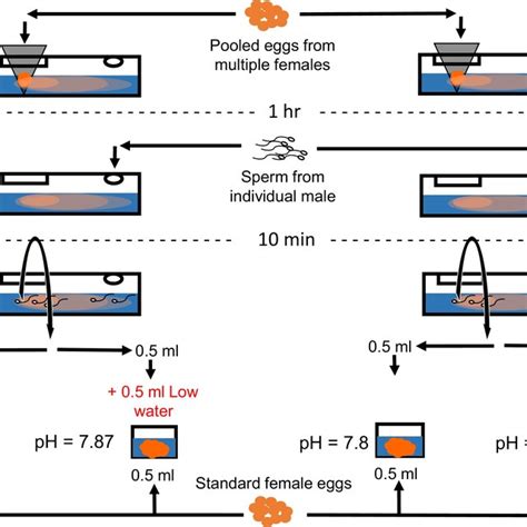 Overview Of Experimental Design Showing Chemotaxis And Fertilization Download Scientific