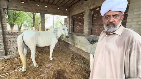 گھوڑے اور گدھے کا ملاپ جانیں خچر کی حقیقت Youtube