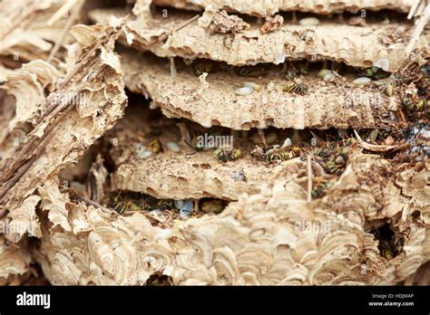 Detail Of Wasps Nest Structure In Thatched Roof With Dead Wasps And