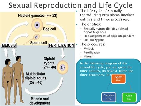 Human Reproduction Process Animation