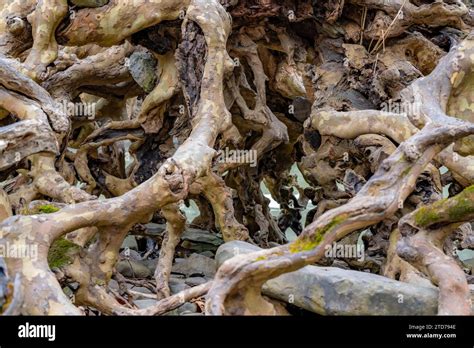 Exposed Roots Of A Tree In Stream At Wells Falls Businessman S Lunch Falls On Six Mile Creek