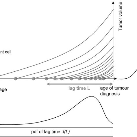 A Schematic Concept Of The Relation Between The Tumour Volume Pdf And Download Scientific