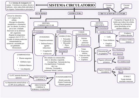 Mapa Conceptual Del Sistema Circulatorio Gua Paso A Paso