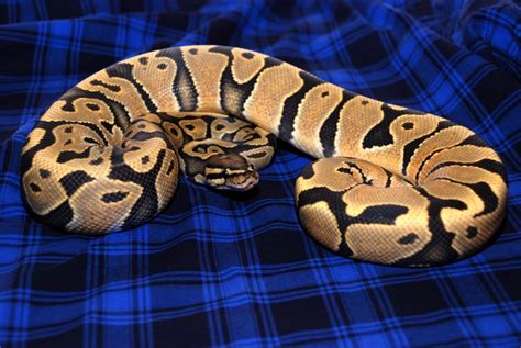 Orange Ghost Male Ball Gallery