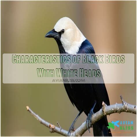 Black Bird With White Head 12 Stunning Species You Need To See Today