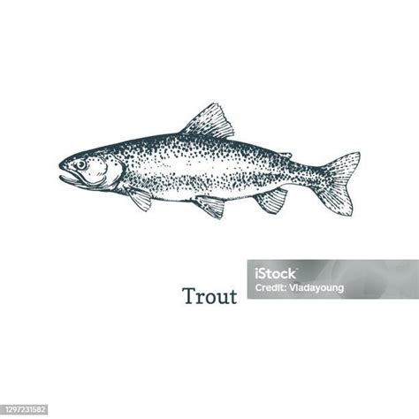 송어 일러스트레이션 벡터의 물고기 스케치 조각 스타일로 그려진 해산물 통조림 항아리 스티커 상점 라벨 등에 사용됩니다 송어에 대한 스톡 벡터 아트 및 기타 이미지 Istock