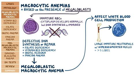 Macrocytic Anemia Pathology Review Video Causes And Meaning Osmosis
