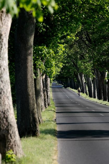 Premium Photo Road Passing Through Trees