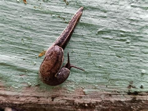 A Naked Snail Without A Shell Is Walking Stock Photo At Vecteezy