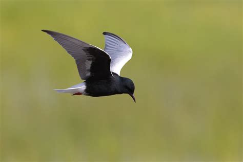 Marsh Tern Photo Id Guide Birdguides
