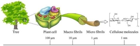 Cellulose Plant Cell