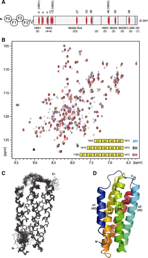 Characterisation Of The Talin Polypeptides Containing Vbs3 A