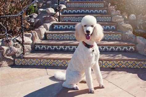 Poodle Health Issues Common Problems And Prevention Tips