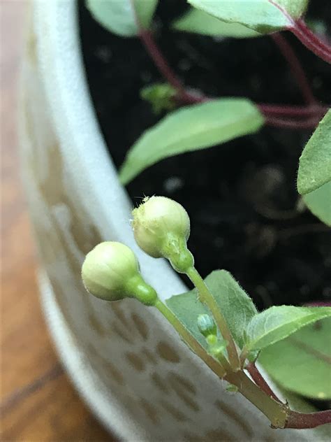 What Are These Bugs On My Fuchsia Plant R Gardening