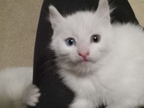 Gumpy Blank Template Imgflip