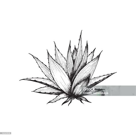 손으로 그린 알로에 베라 식물 새겨진 흑백 벡터 일러스트리소시 고립 알로에에 대한 스톡 벡터 아트 및 기타 이미지 알로에 클로즈업 0명 Istock