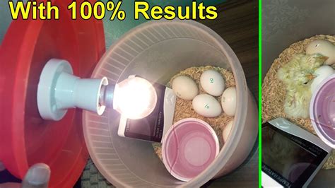 Our Pekin Ducks Incubation To Hatching Youtube