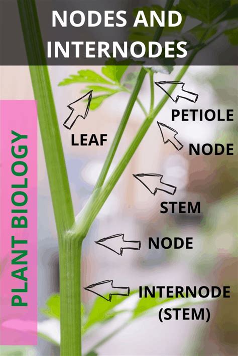 Nodes And Internodes