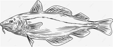 Atlantic Cod Drawing Atlantic Cod Free Stock Vectors