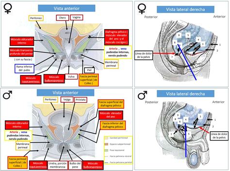 Anatomía De La Reflexión Peritoneal