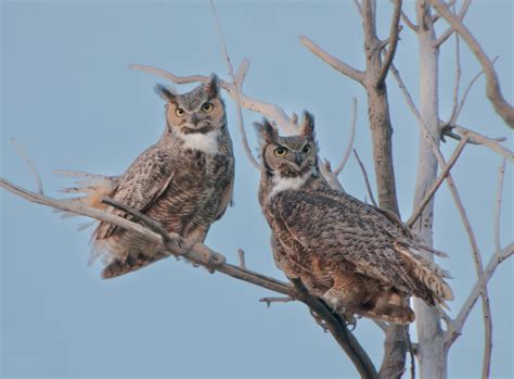 For Some Raptors Mating Season Starts Early Northwoods Wildlife Center