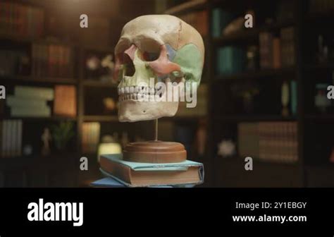 Cranial Dissection Stock Videos And Footage Hd And 4k Video Clips Alamy