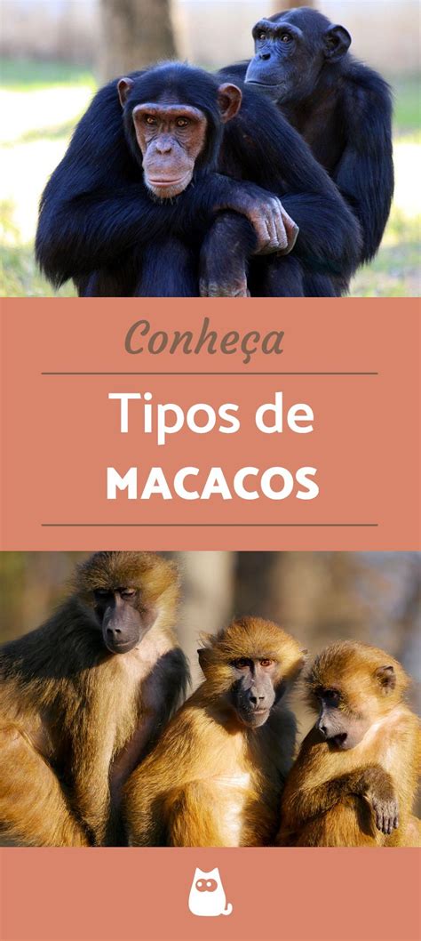 Tipos De Macacos Fofos Nomes De Macacos Nomes Científicos E Ideias