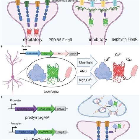 Tools To Visualize Post Synaptic And Pre Synaptic Connections A