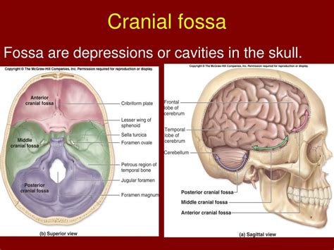 Ppt Chapter 7 The Axial Skeleton” Review Your Aandp Revealed Discs