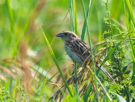 Nicholas Carter On Linkedin Been Trying To Photograph A Lecontes Sparrow All Summer Today It