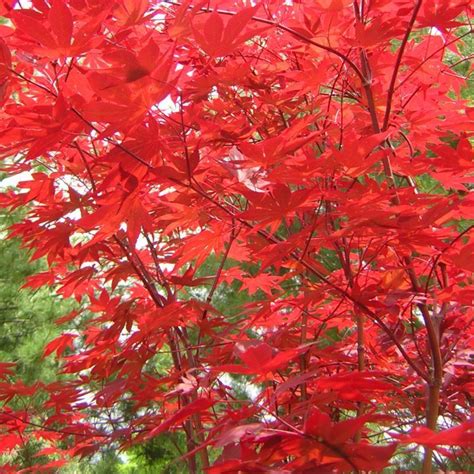 Acer Palmatum Fireglow Japanese Maple Tree Japanese Maple Acer
