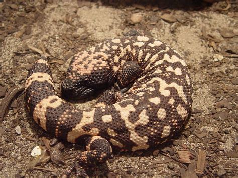 Til Gila Monster Venom Contains Compounds Structurally Similar To The