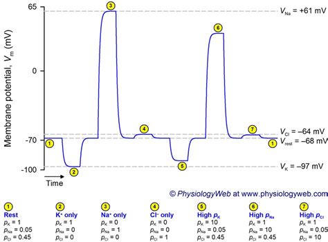 In Real Cells Multiple Ions Contribute To The Membrane Potential Resting Membrane Potential