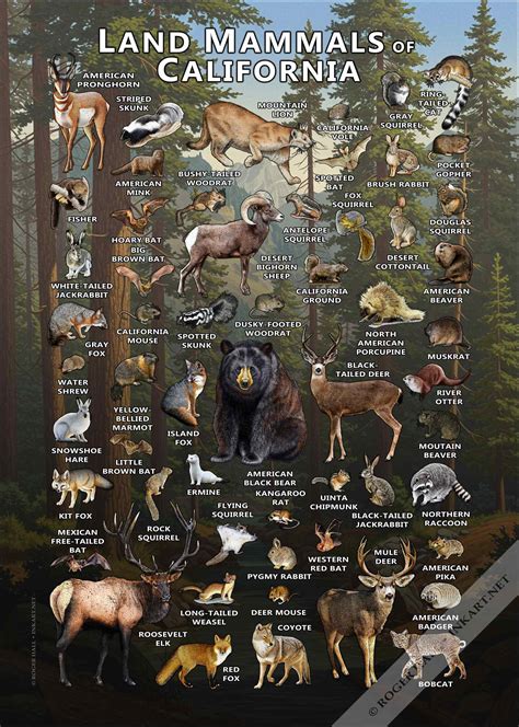 California Mammals Poster Print Signed Wildlife Art Field Guide Etsy