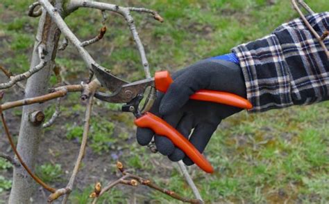 How To Prune An Apple Tree Step By Step Guide Curb Wise