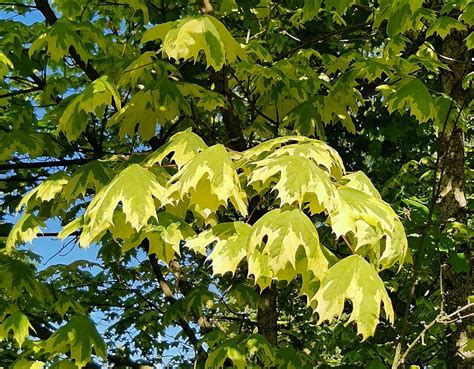 Floral Passions Variegated Norway Maple